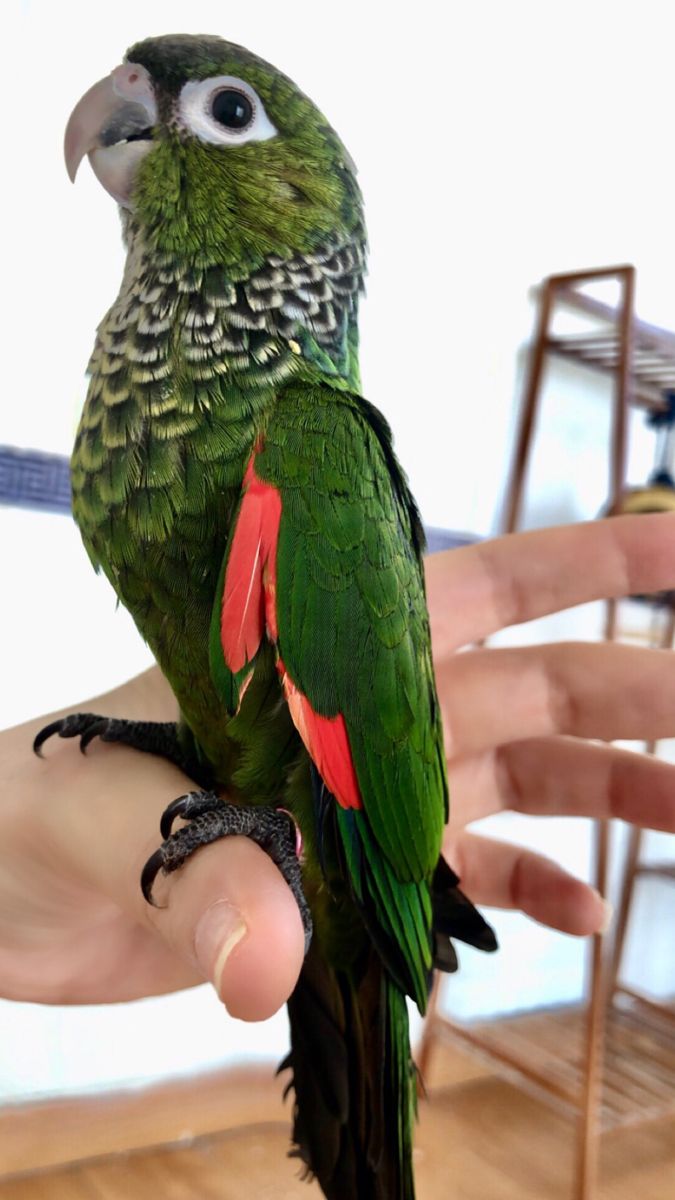 Charming Black-Capped Conure for Sale