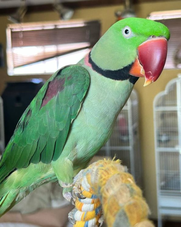 Parakeets for Sale | Very Elegant birds