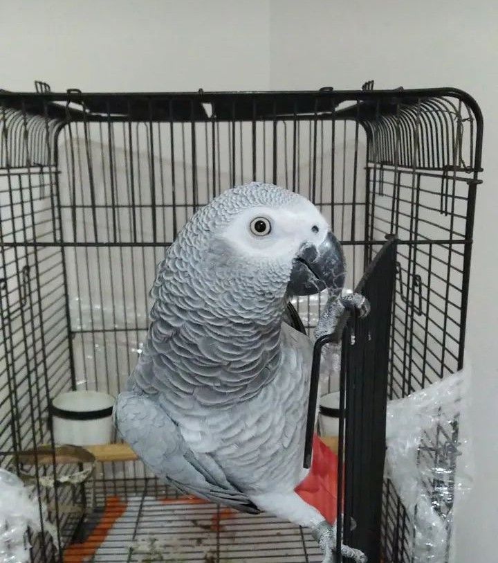 Understanding African Grey Behavior: Expert Guide for Bird Owners