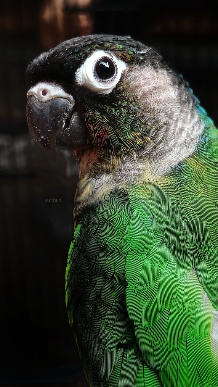 Why Conure Bite: Understanding and Solving Biting Issues
